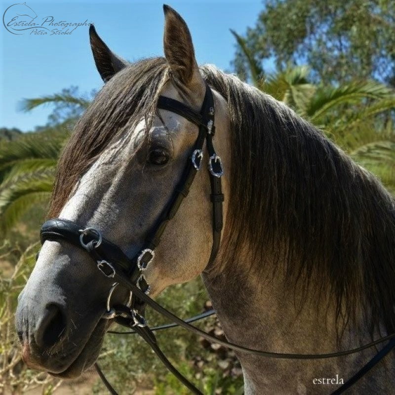Handgefertigter Akademischer Zaum
