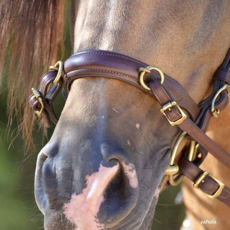 Handmade Academic Bridle