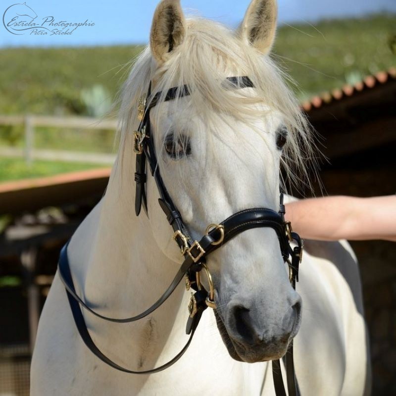 Handmade Academic Bridle
