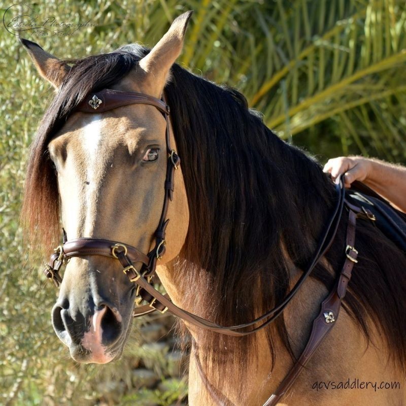 Handmade Academic Bridle