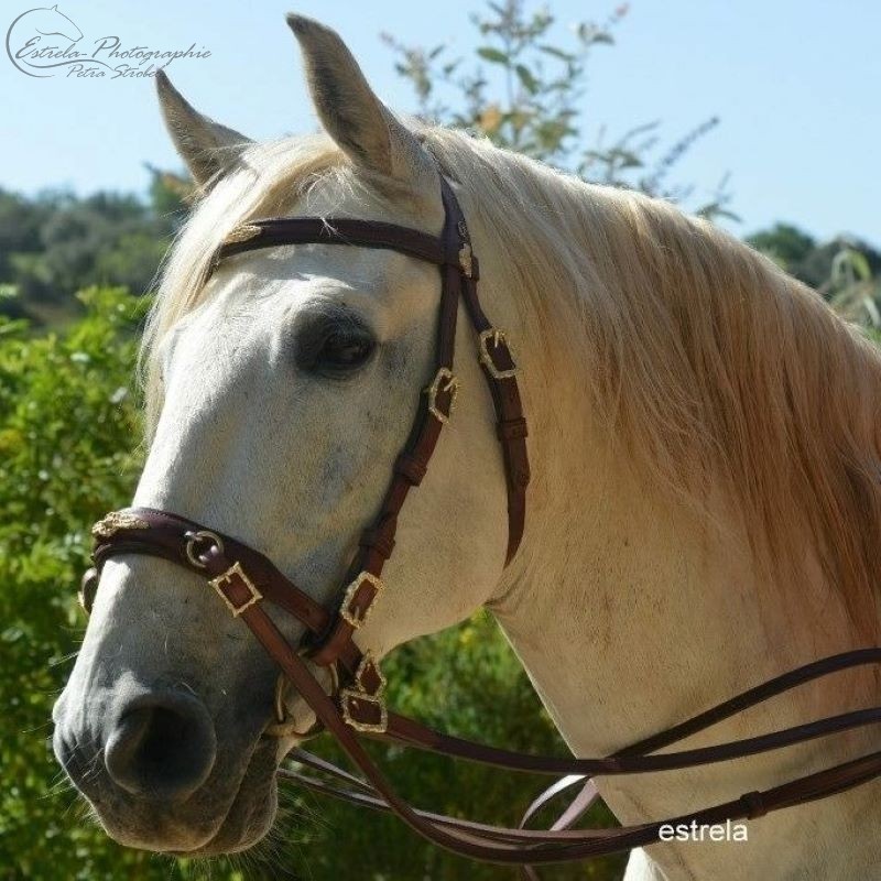 Handmade Academic Bridle