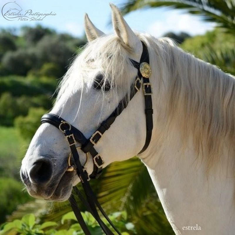 Handmade Academic Bridle