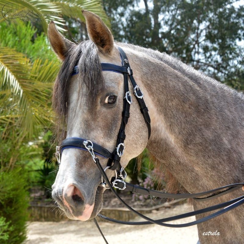 Handmade Academic Bridle