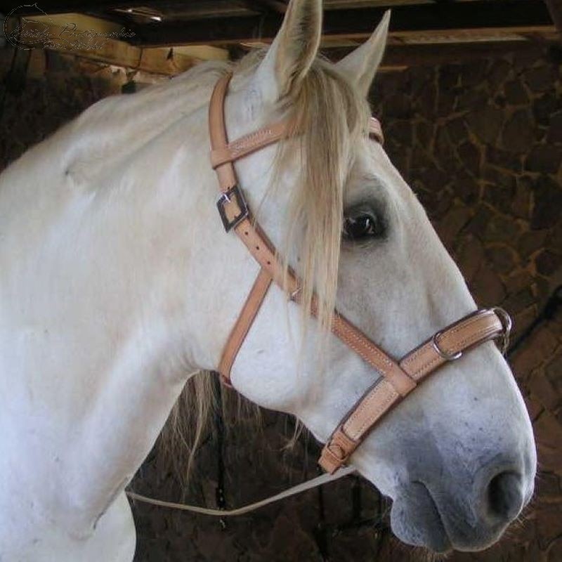 Caveçon QCV ELEVAGE original