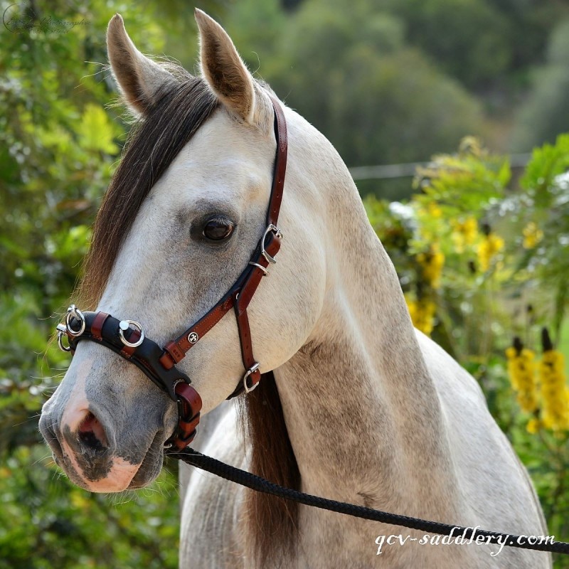 Caveçon classique Vienna